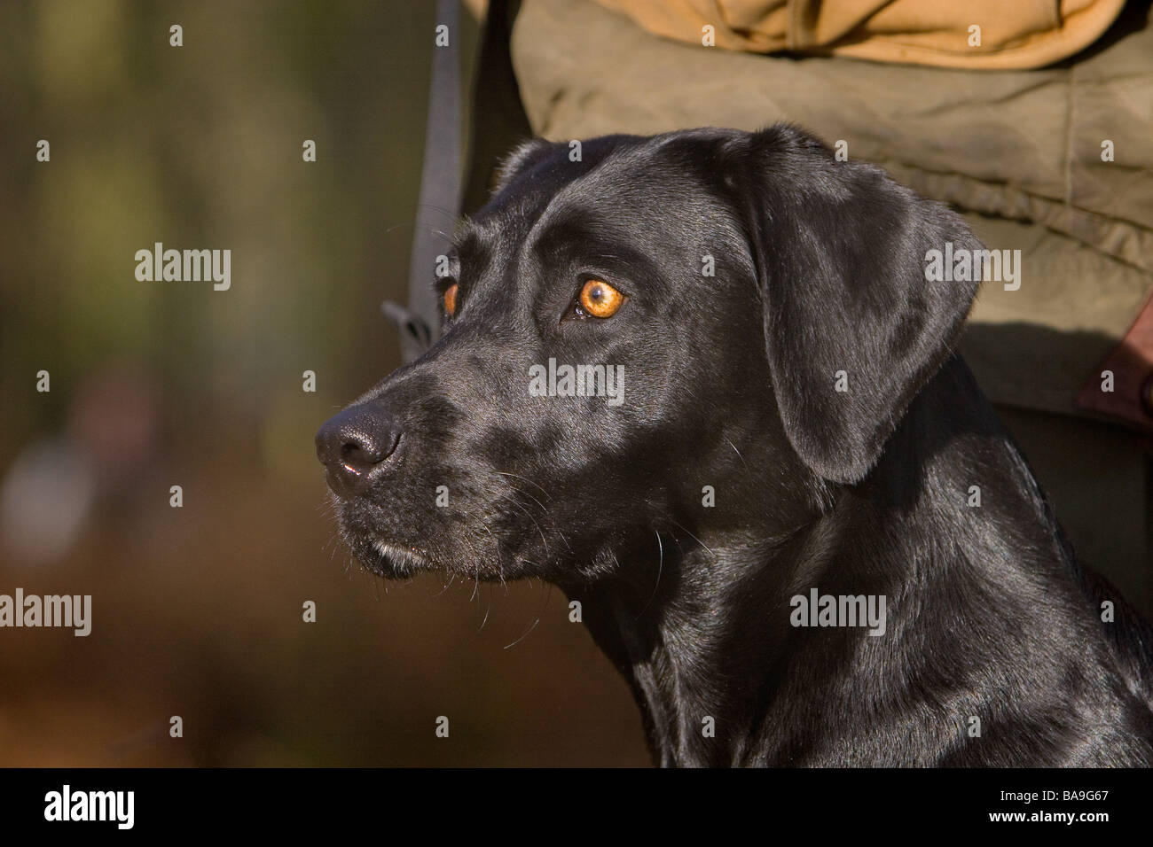 a black labrador retriever working dog or gun dog sat at heel Stock ...