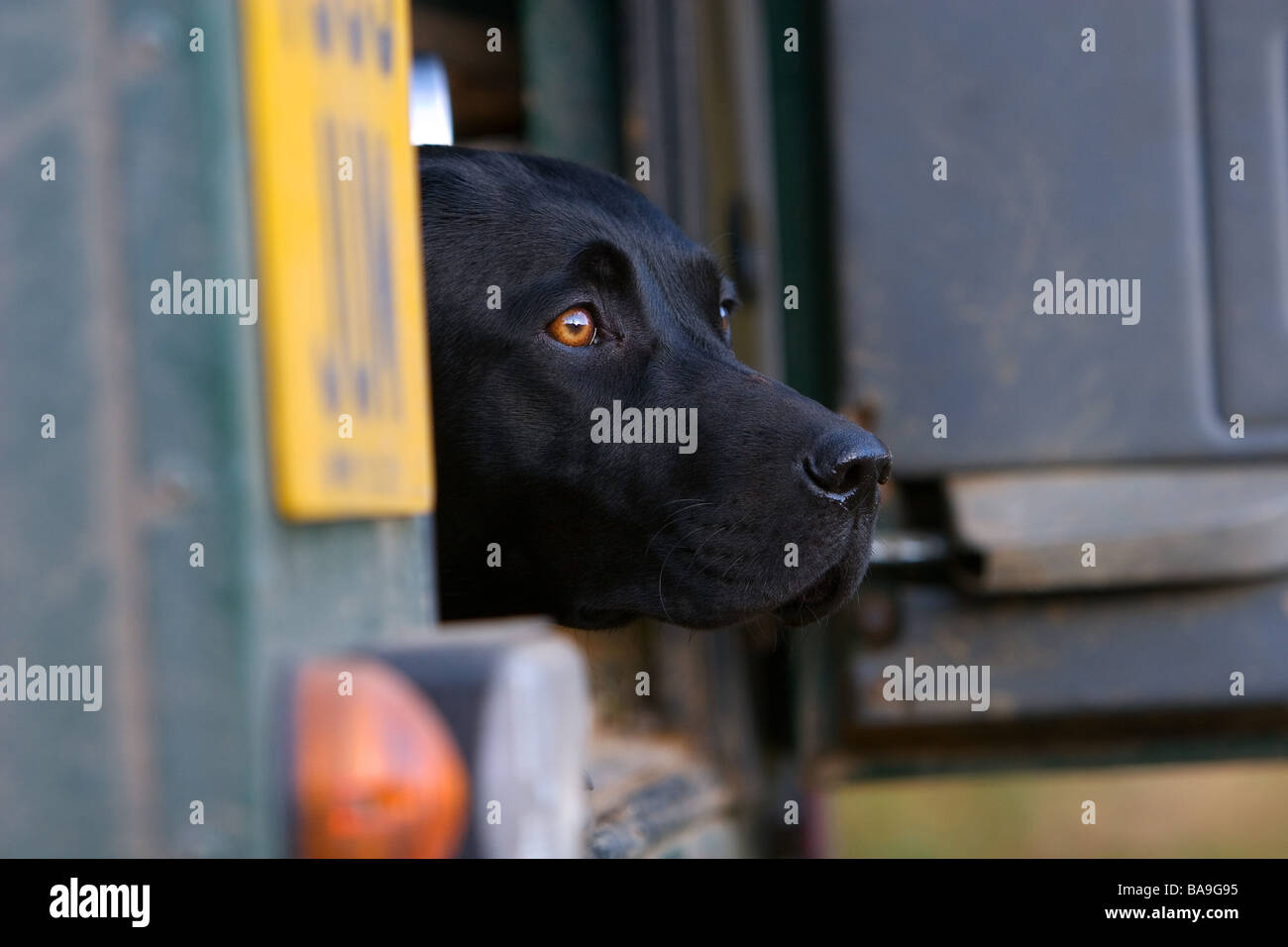a black labrador retriever working dog or gun dog in the back of a land ...