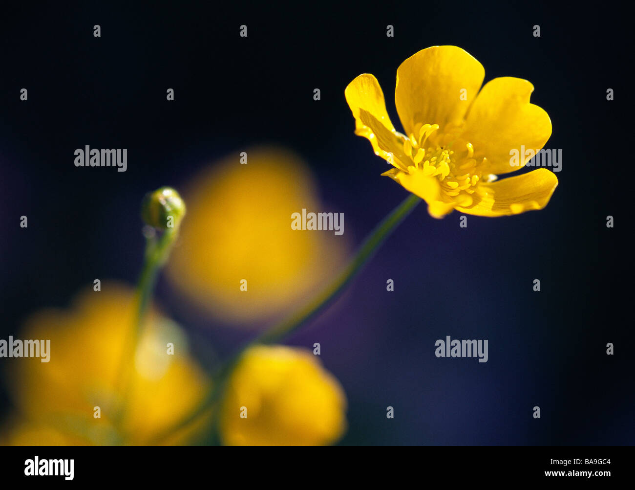 Buttercup close-up Sweden Stock Photo - Alamy