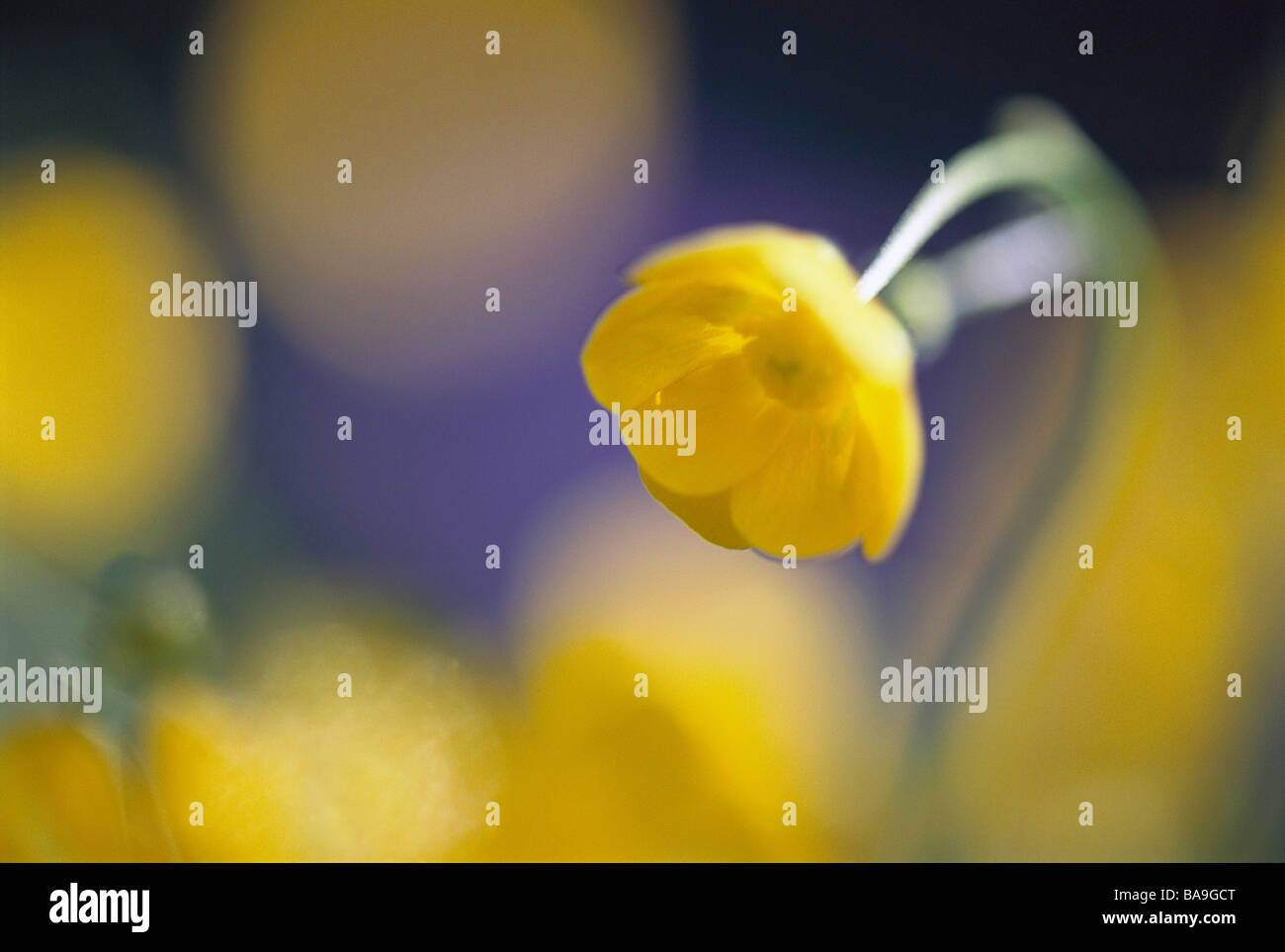 Poison buttercup hi-res stock photography and images - Alamy