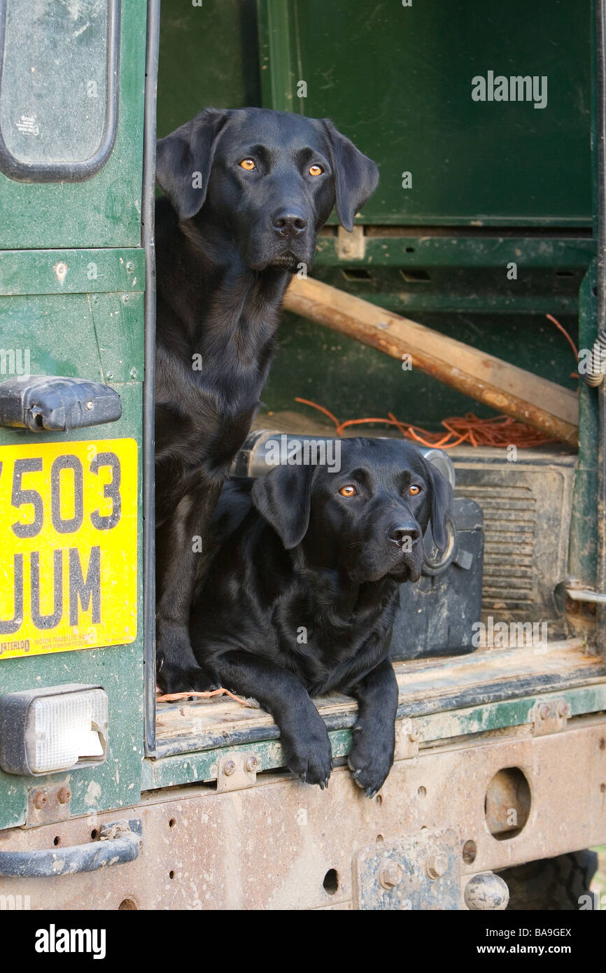 Labrador Gun Dog Vs Show Dog at Vernon Virgil blog