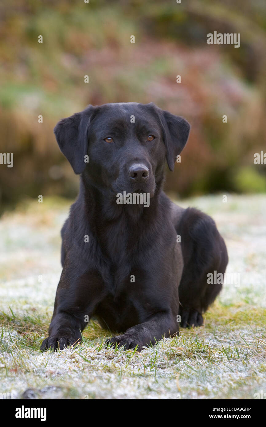 a black labrador retriever working dog or gun dog laying down Stock ...
