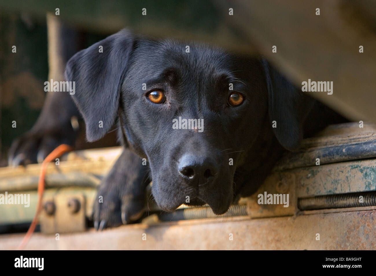 a black labrador retriever working dog or gun dog in the back of a land ...