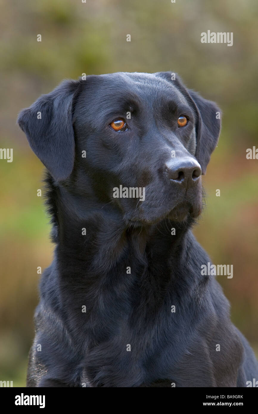 Black labrador gun dog hi-res stock photography and images - Alamy