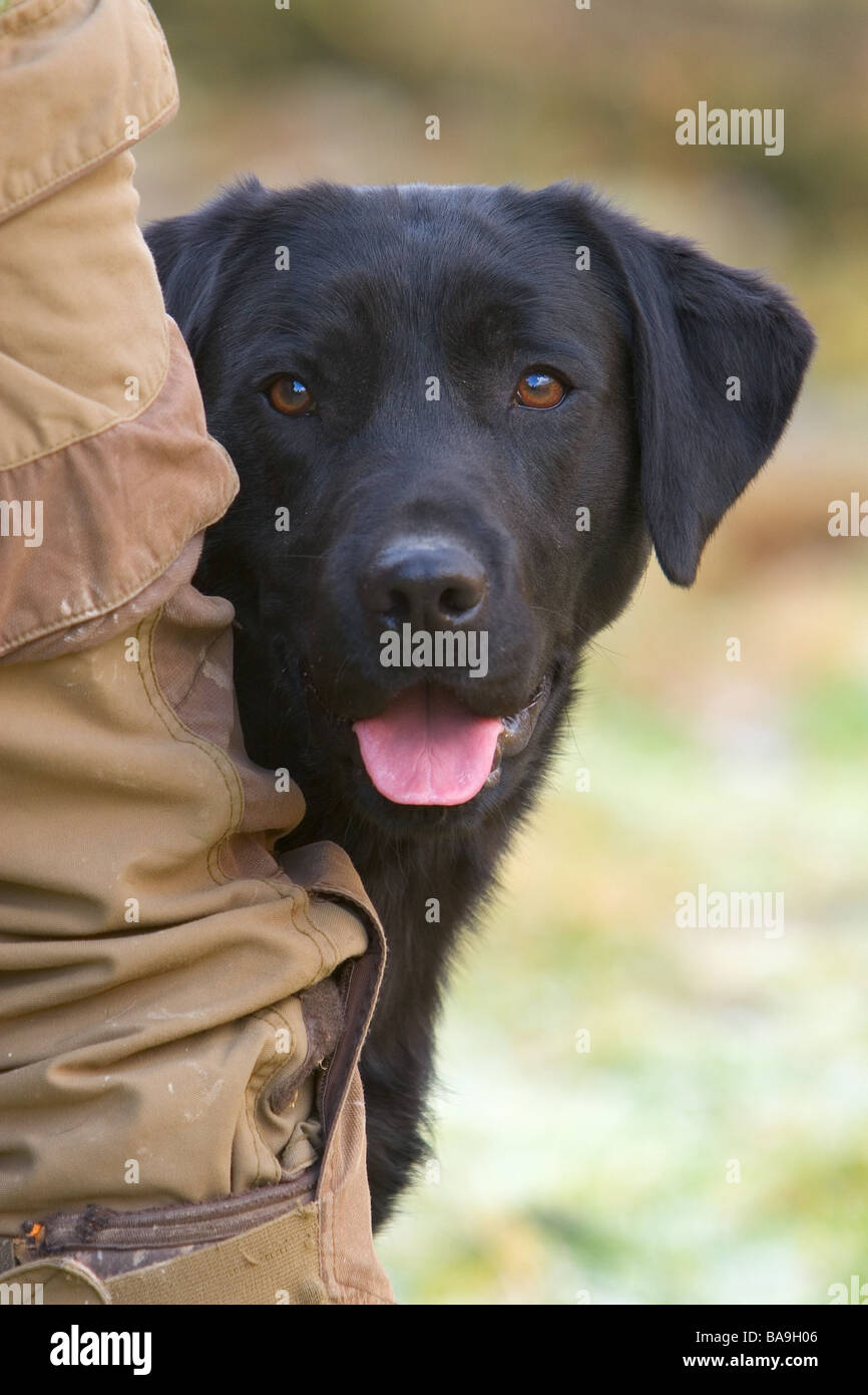 a black labrador retriever working dog or gun dog with owner Stock ...