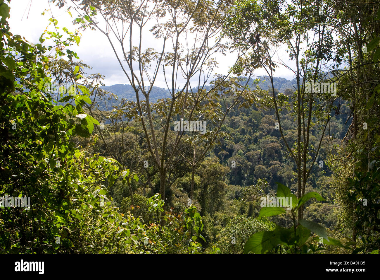 Nyungwe Forest, Rwanda Stock Photo - Alamy