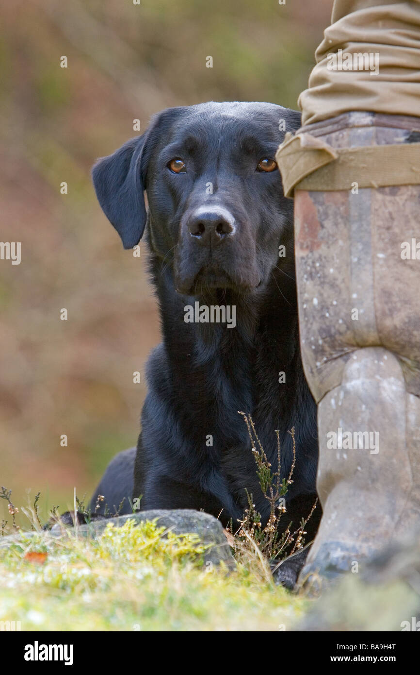 a black labrador retriever working dog or gun dog with owner Stock ...