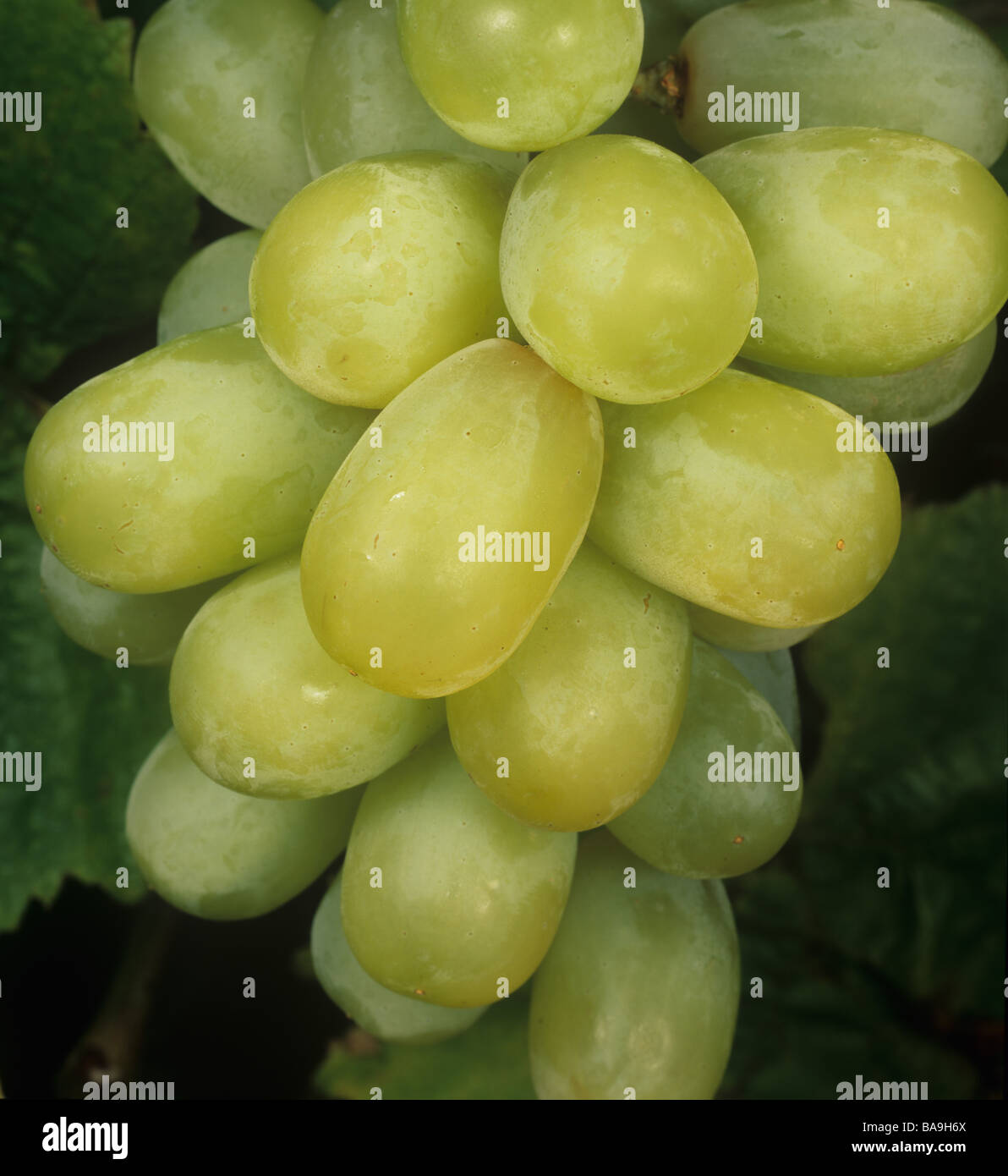 Bunch of seedless table edible white grapes Thomson Seedless Stock ...