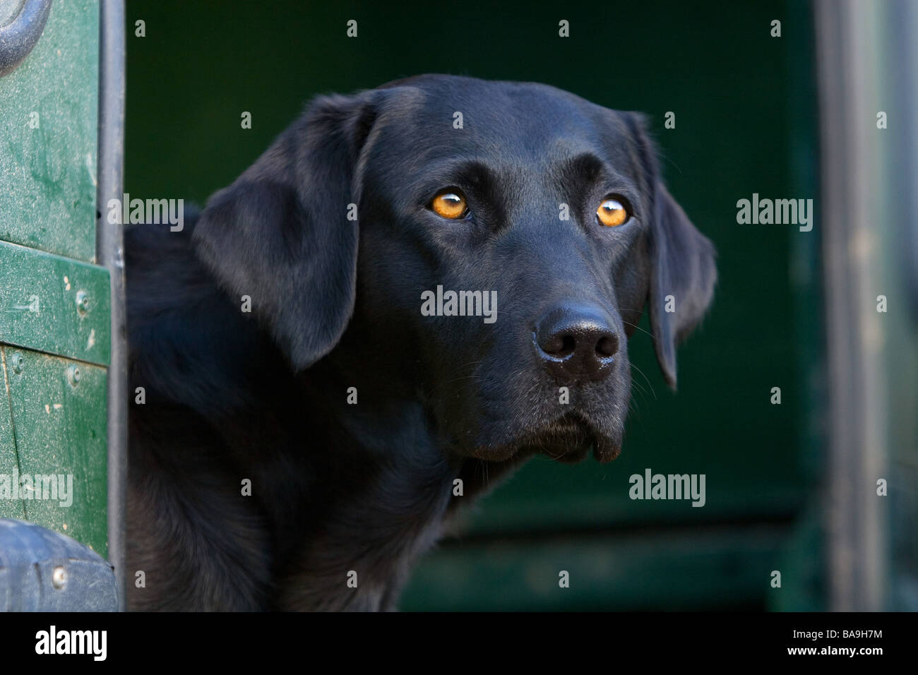 a black labrador retriever working dog or gun dog in the back of a land ...