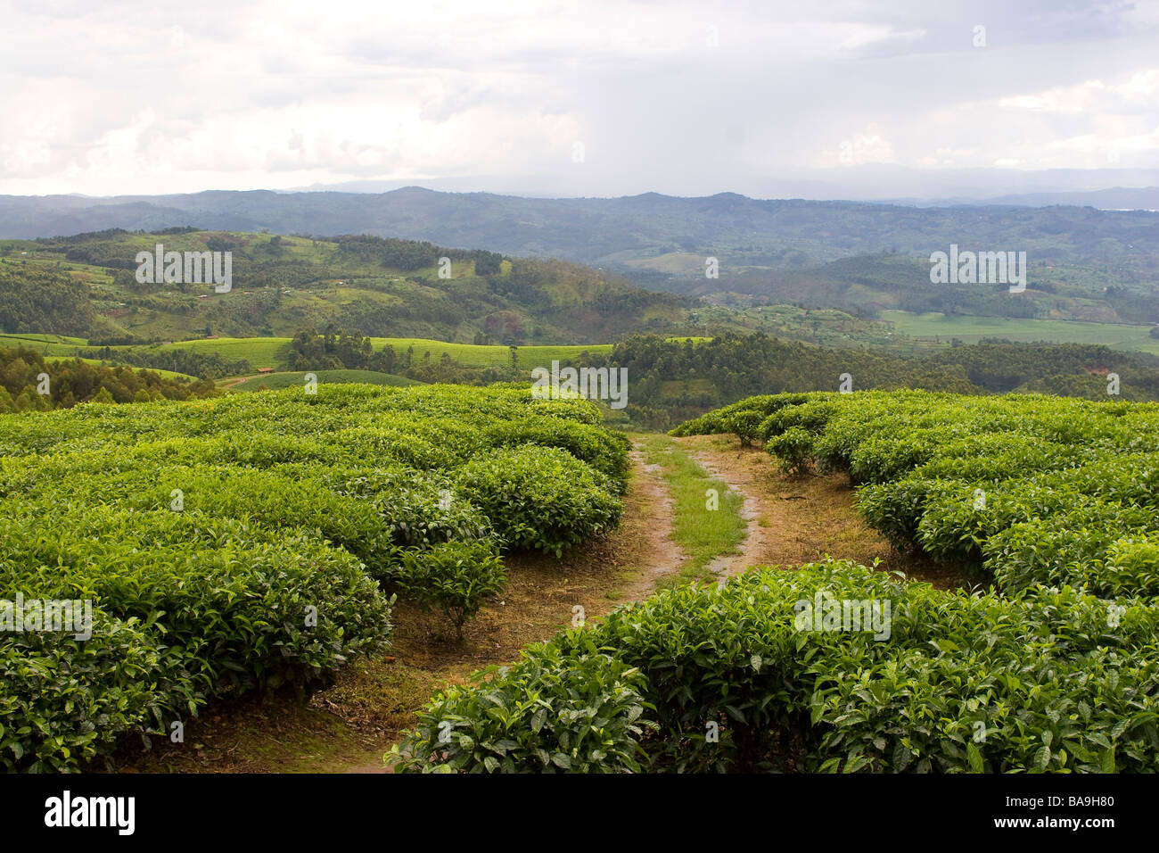 Tea Plantation, Gisakura, Rwanda Stock Photo - Alamy