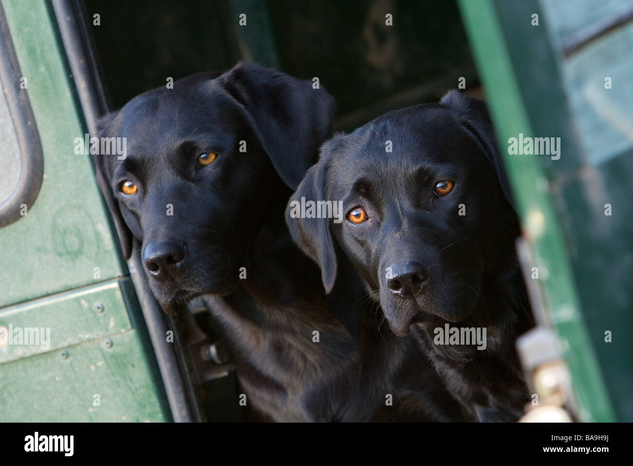 Two Black Labrador Retriever working dogs or gun dogs in the back of a ...