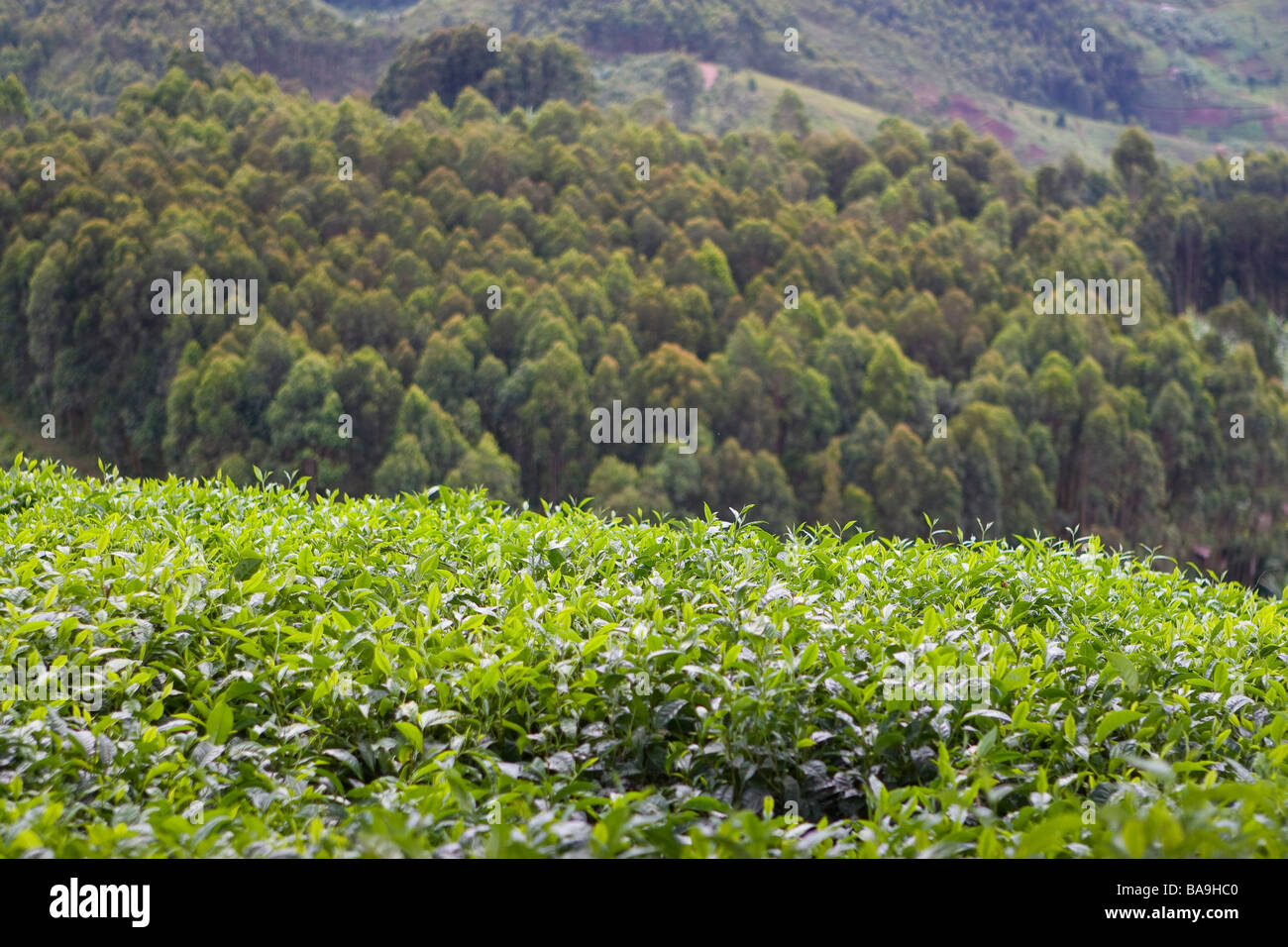 Gisakura High Resolution Stock Photography and Images - Alamy