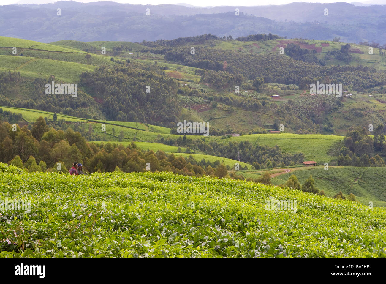 Tea Plantation, Gisakura, Rwanda Stock Photo - Alamy