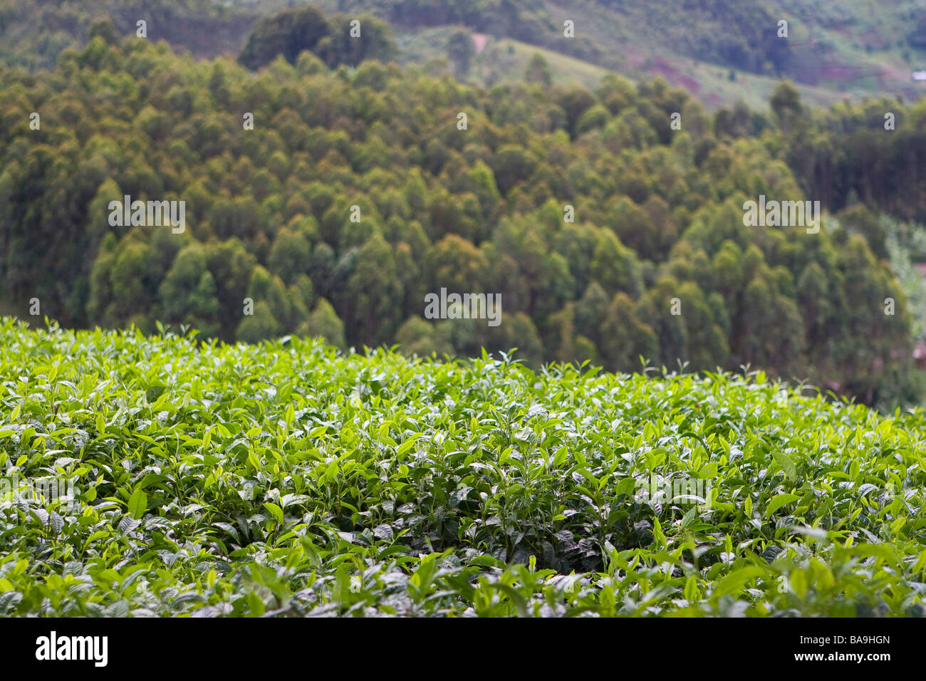 Tea Plantation, Gisakura, Rwanda Stock Photo - Alamy