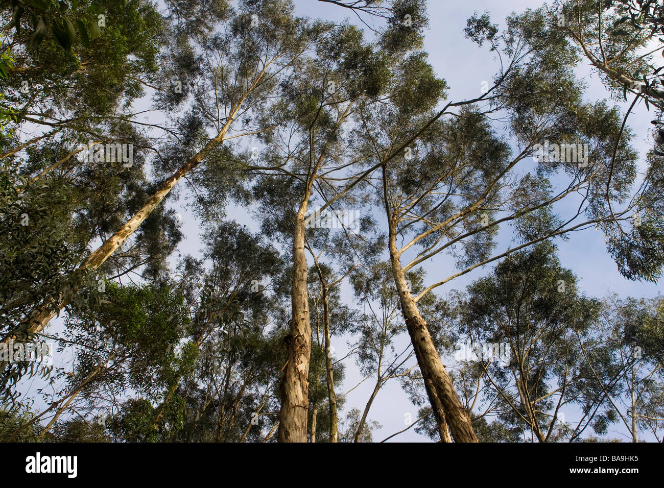 Nyungwe national park hi-res stock photography and images - Alamy
