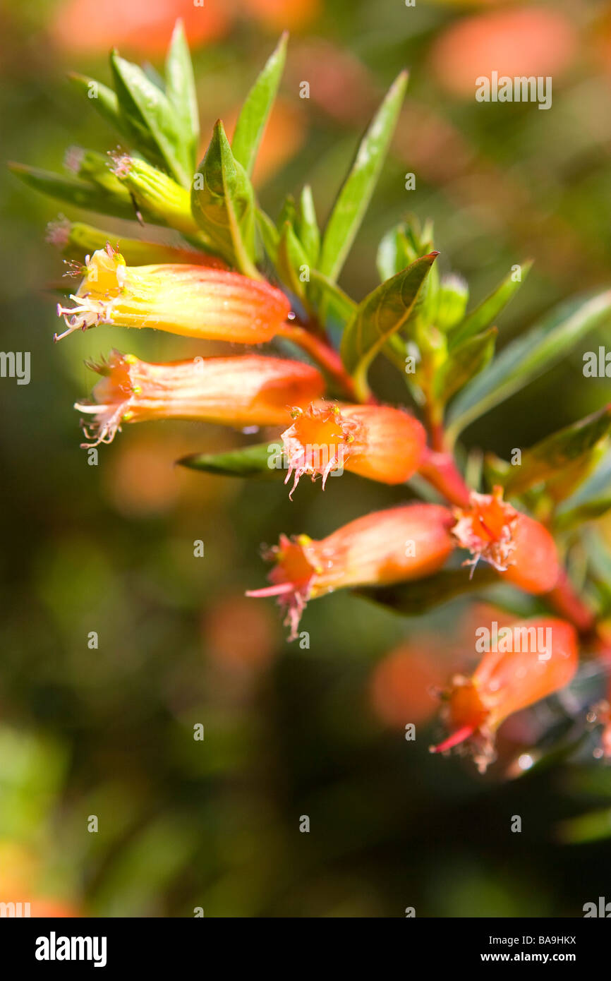 Firecracker plant hi-res stock photography and images - Alamy