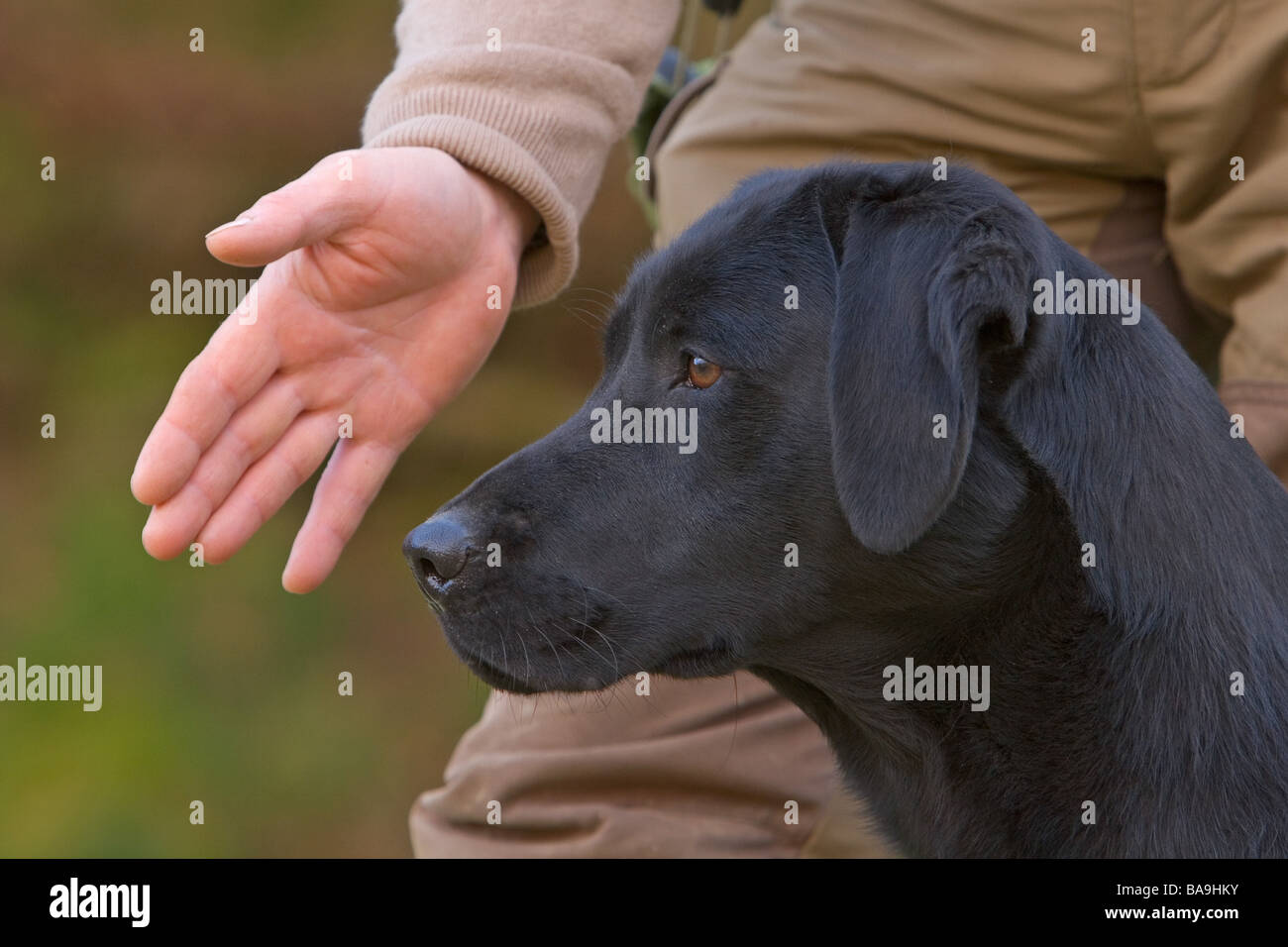 a black labrador retriever working dog or gun dog being cast or sent ...