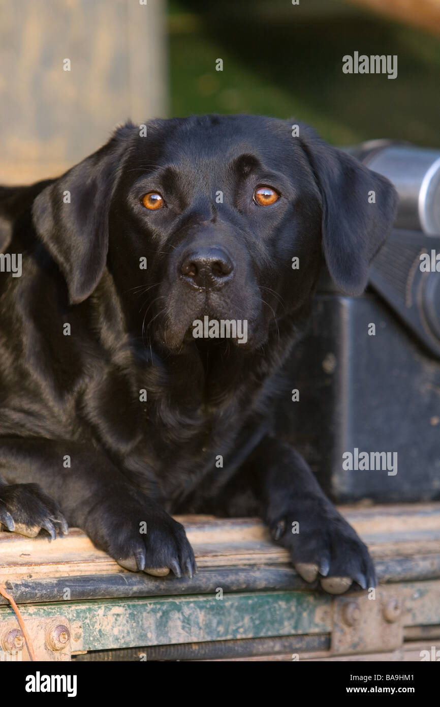 a black labrador retriever working dog or gun dog in the back of a land ...
