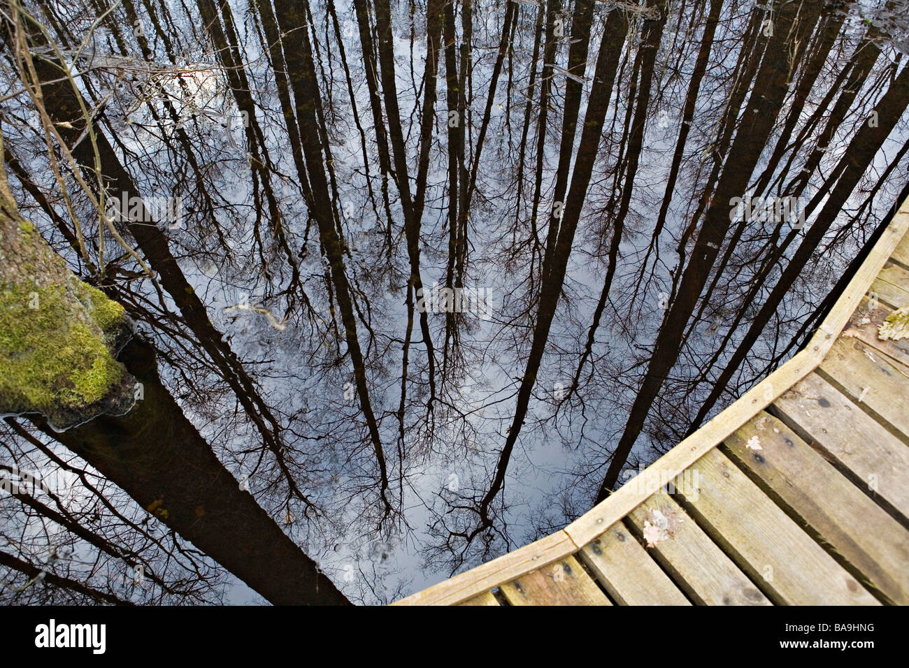 Black alder tree hi-res stock photography and images - Alamy