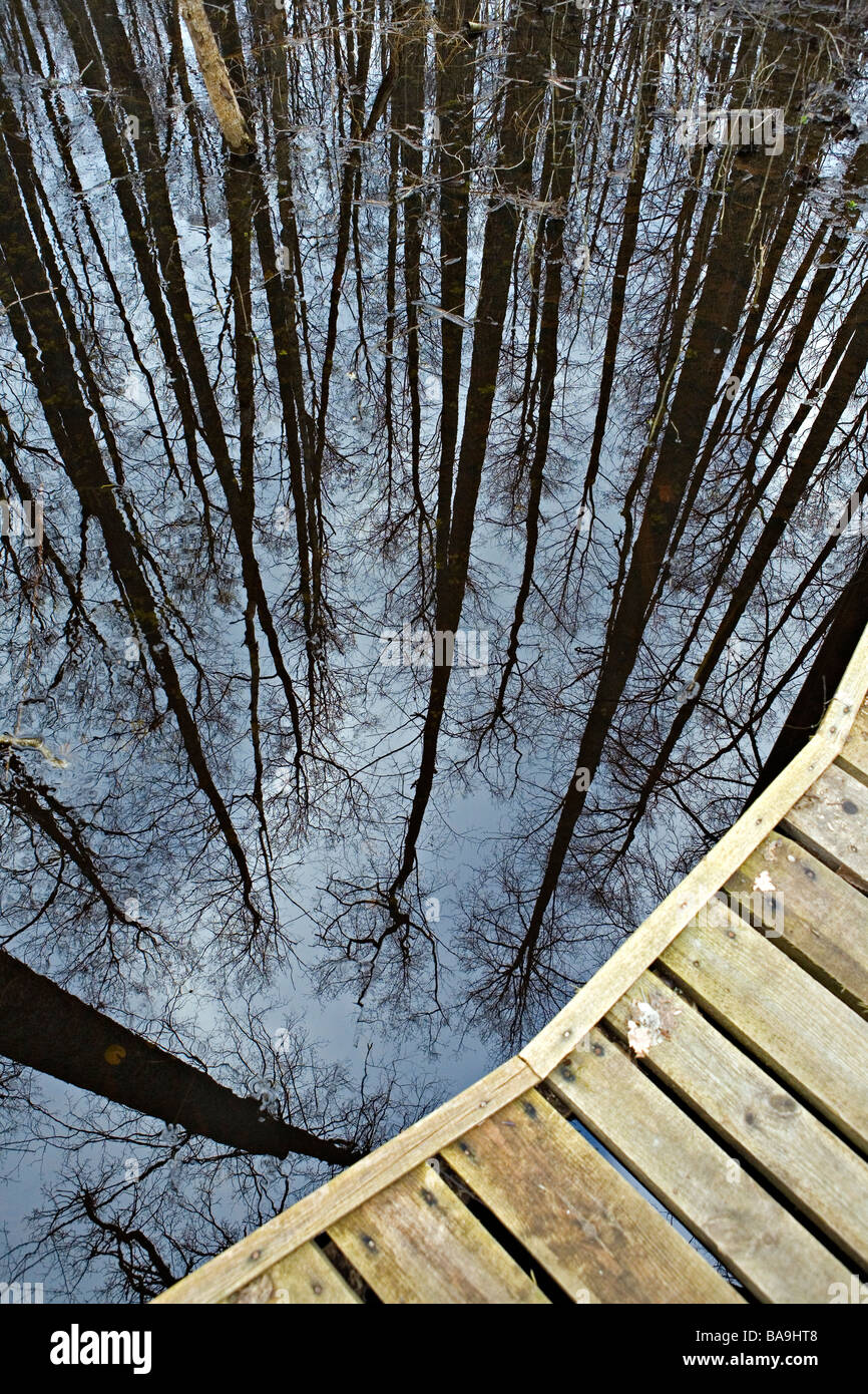 Black alder tree hi-res stock photography and images - Alamy