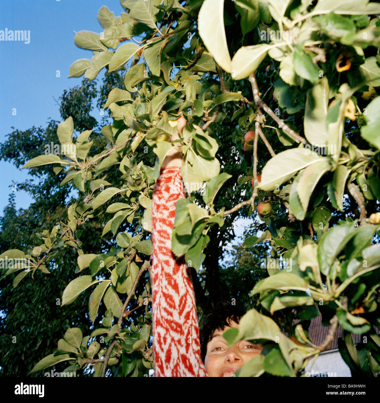 A woman picking apples from a tree, Sweden Stock Photo - Alamy