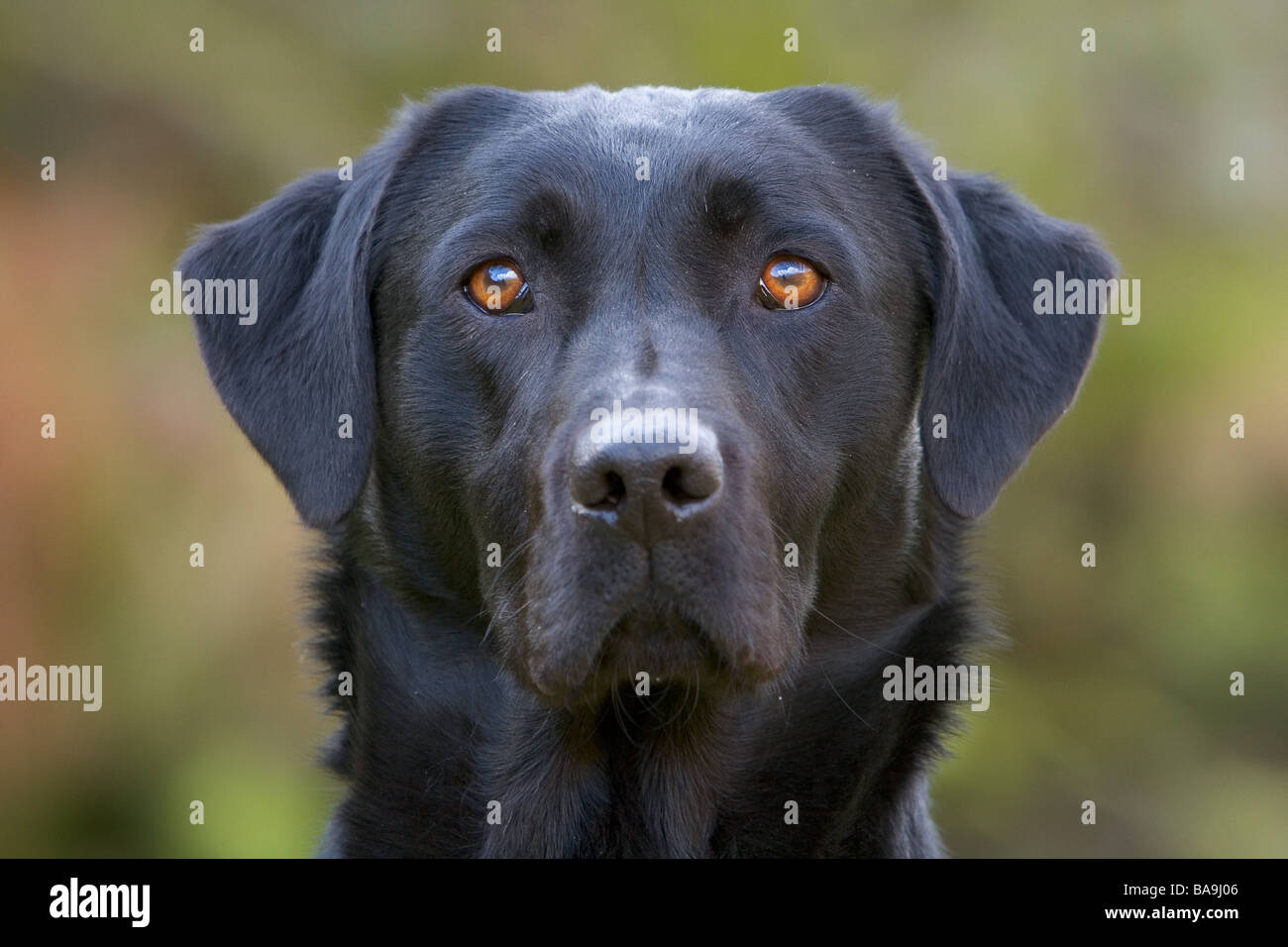 a black labrador retriever working dog or gun dog Stock Photo - Alamy