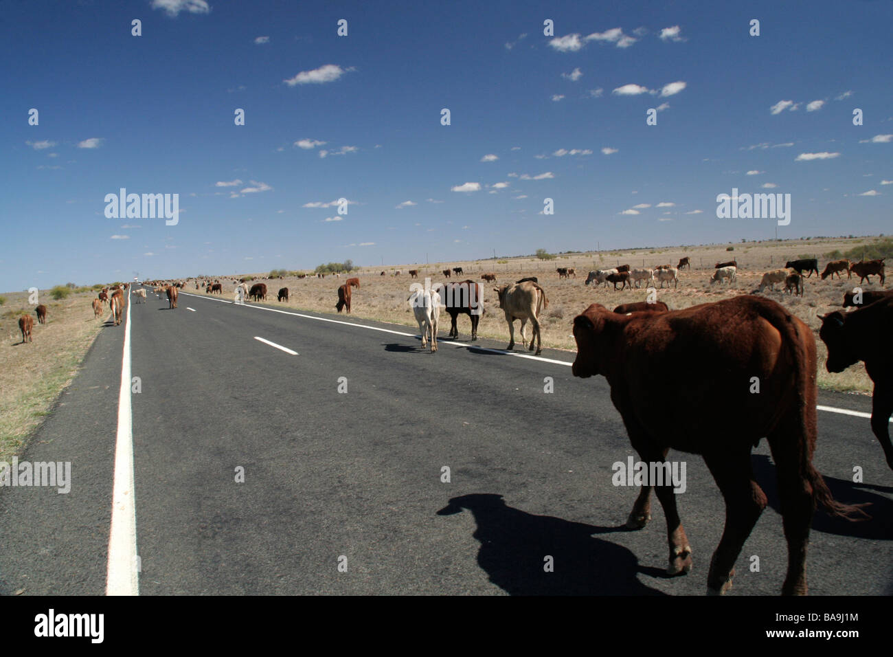 Herd of cows walking down road in the outback, Queensland, Australia ...