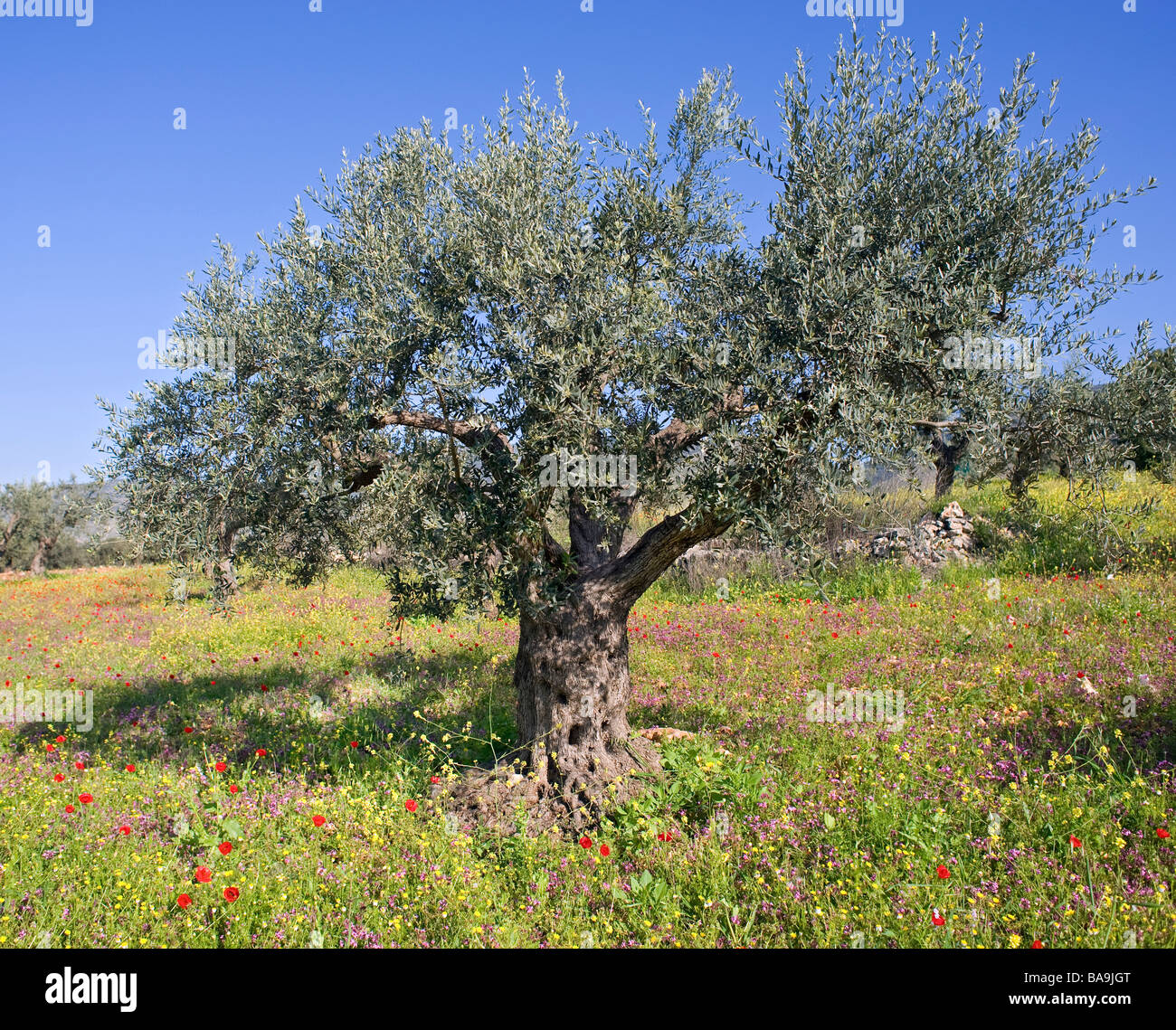 anciant olive grovewith wild flowers in the Galilee Israel Stock Photo ...