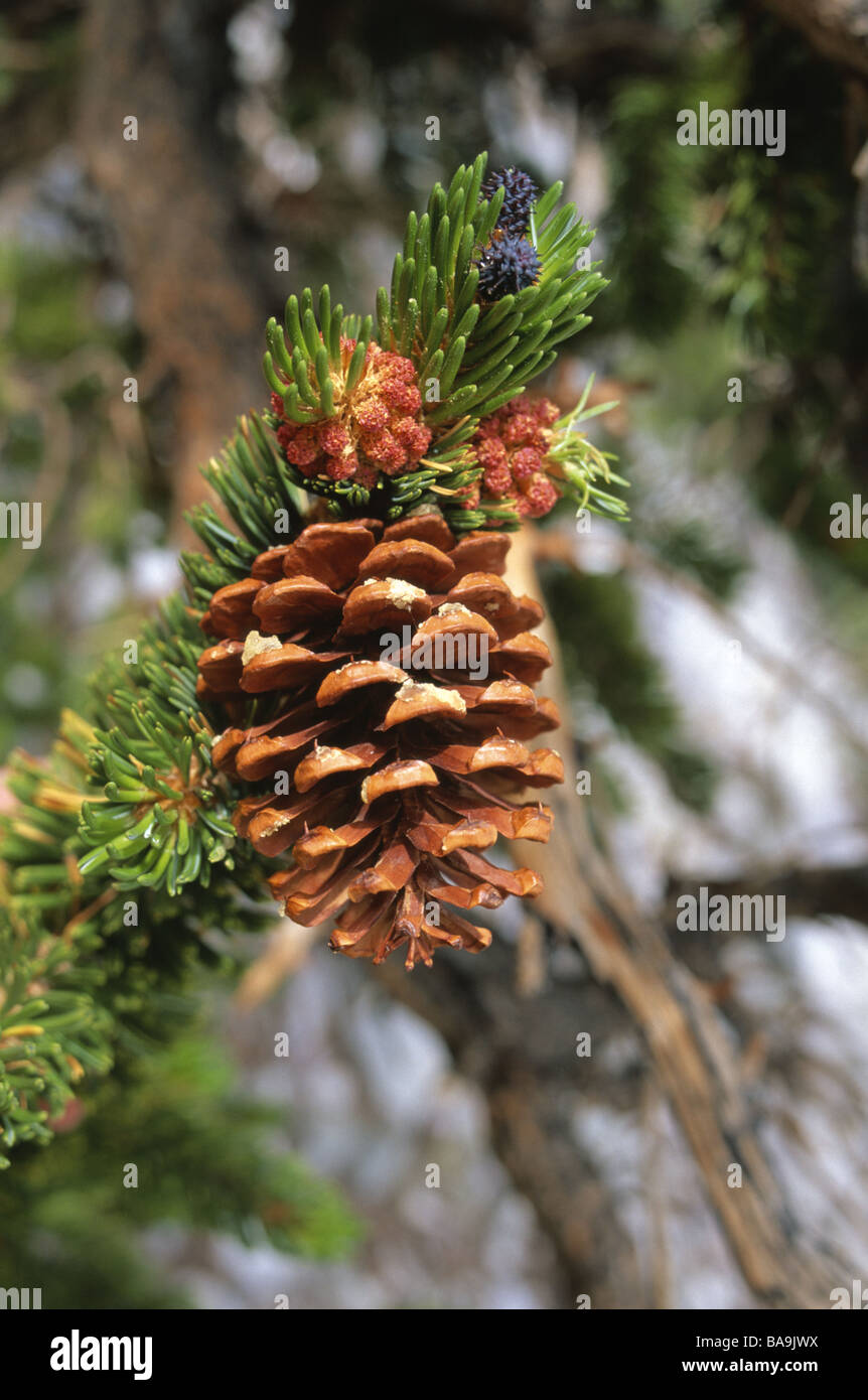 Bristlecone Pine Cone