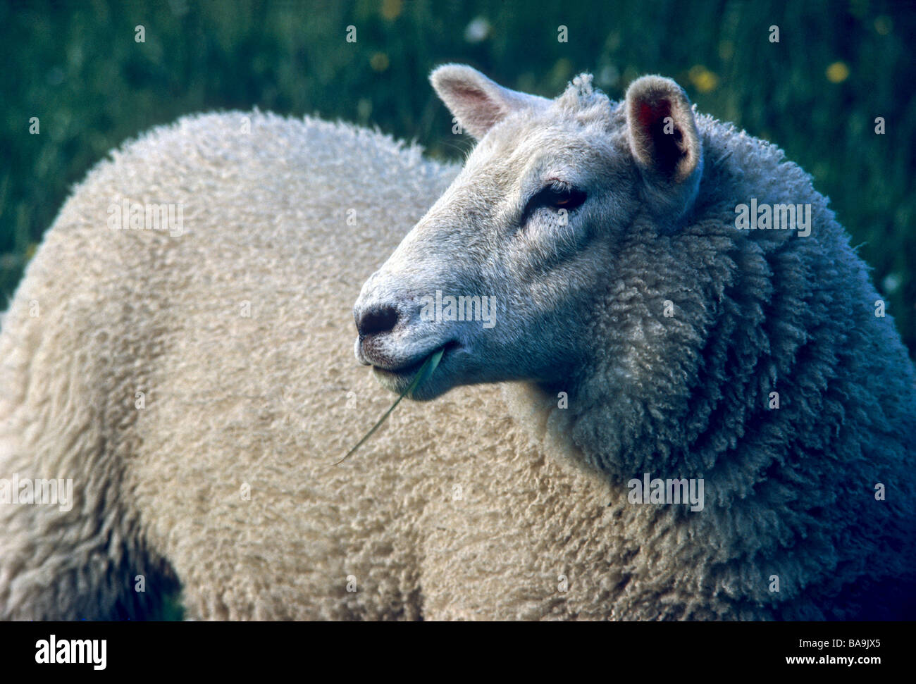Sheep chewing a Blade of Grass Stock Photo - Alamy