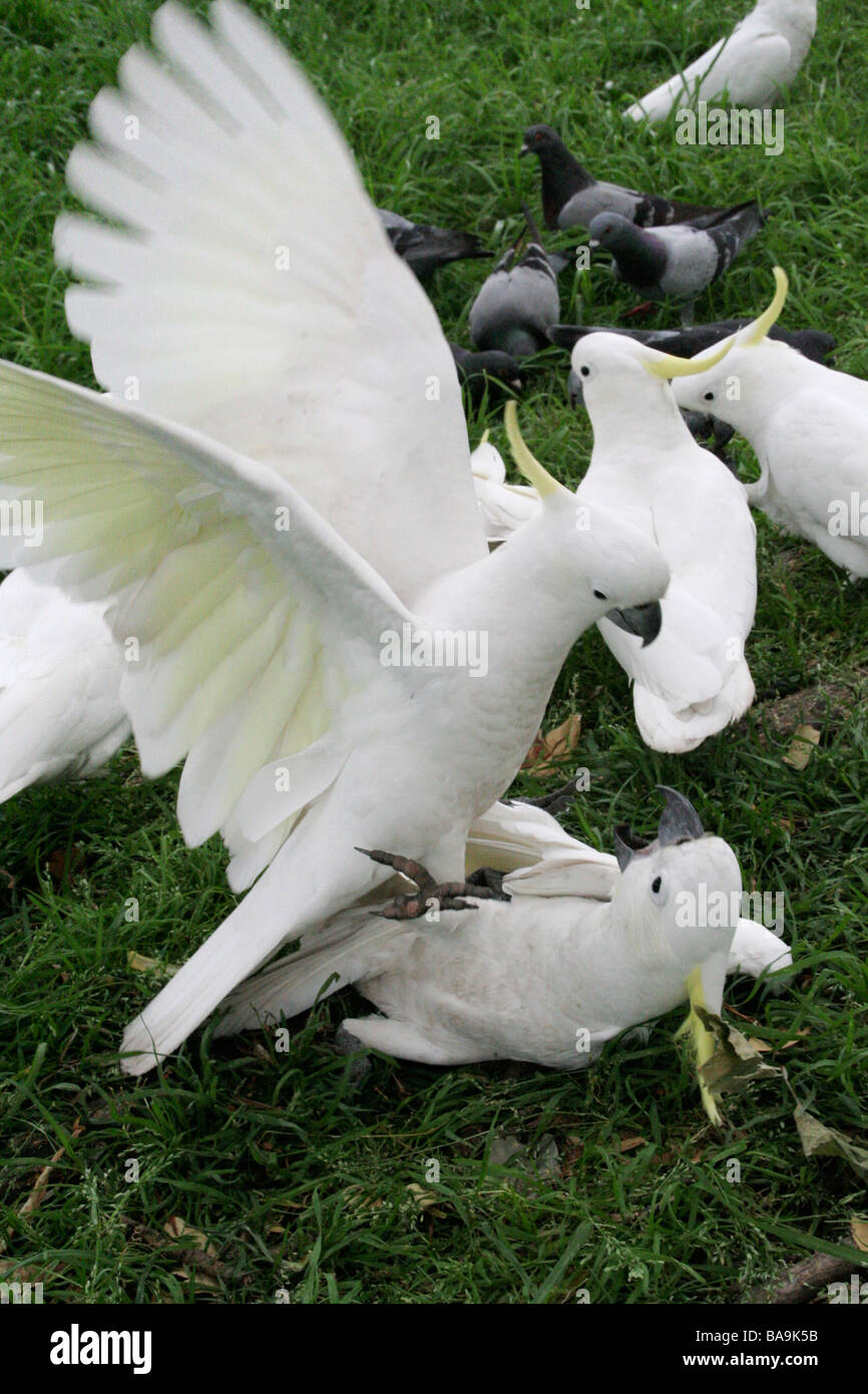 Sulphur-crested Cockatoos fighting at Sydney Botanical Garden Stock ...