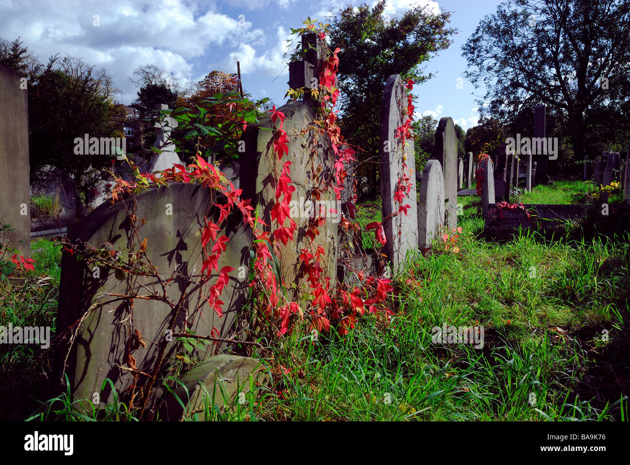 Overgrown headstones in Brompton Cemetery London Stock Photo - Alamy