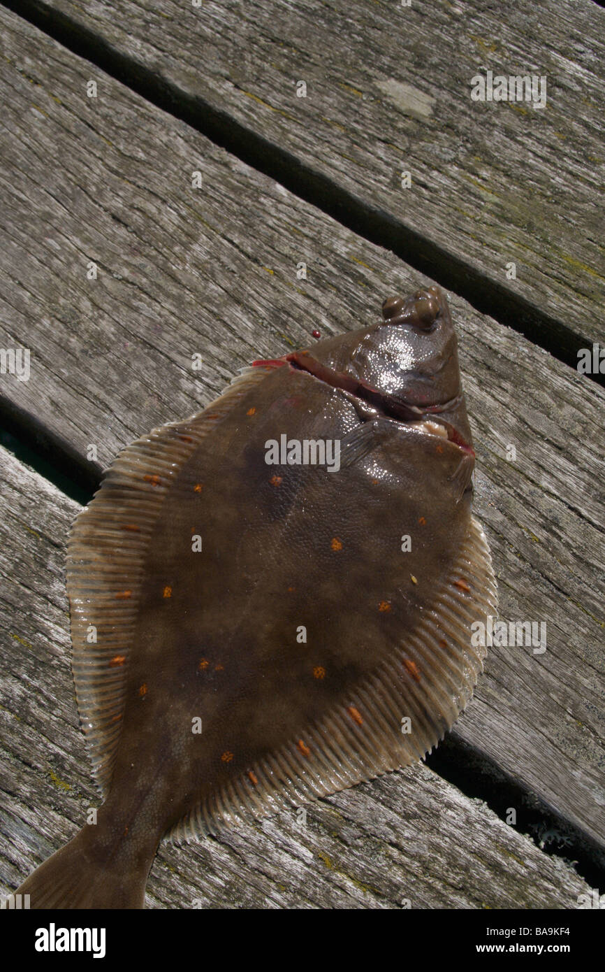 Caught plaice hi-res stock photography and images - Alamy