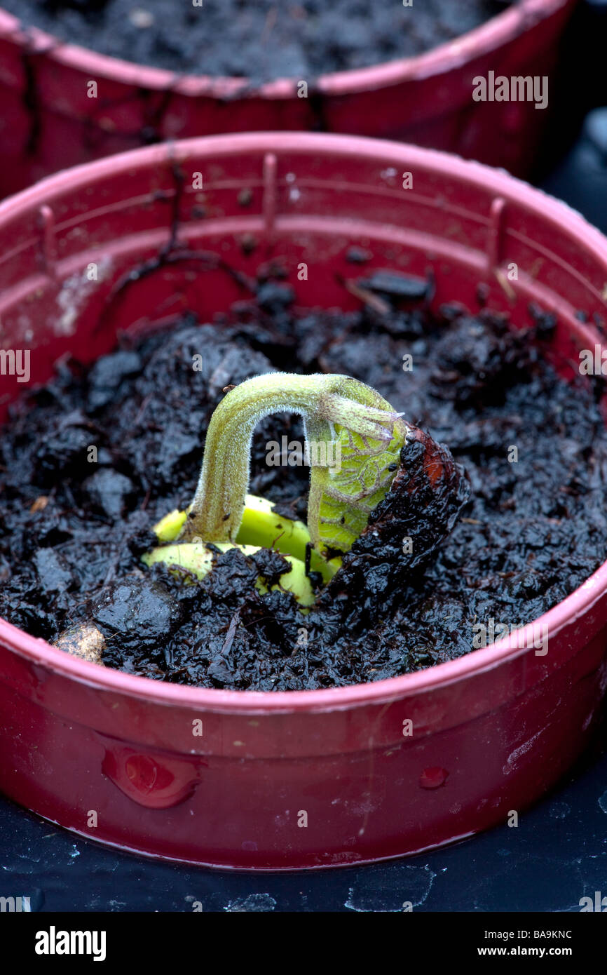 Broad bean sprouting hi-res stock photography and images - Alamy