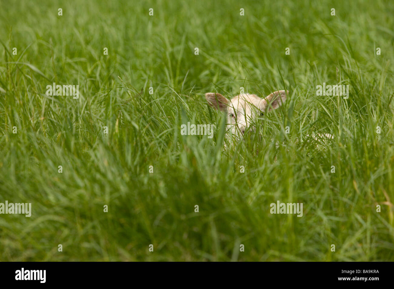 A lamb hiding in the grass Denmark Stock Photo - Alamy