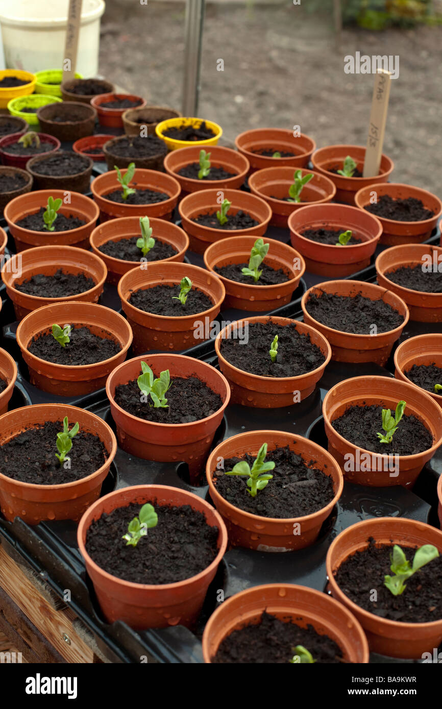 Tray of pots with young Pea shoots Stock Photo - Alamy