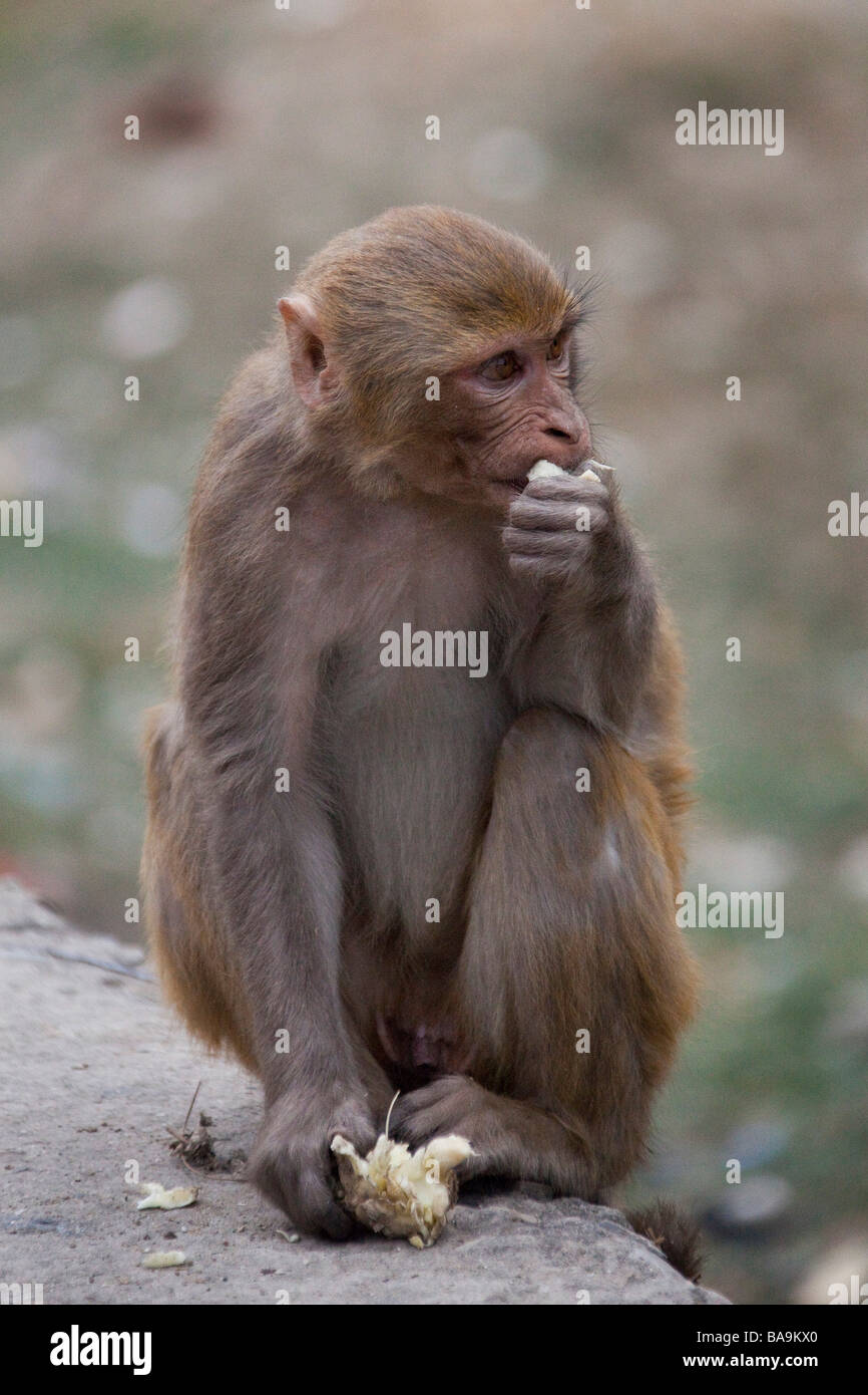 Macaque Monkey eating near Pashupatinath Hindu Temple.Kathmandu Valley ...