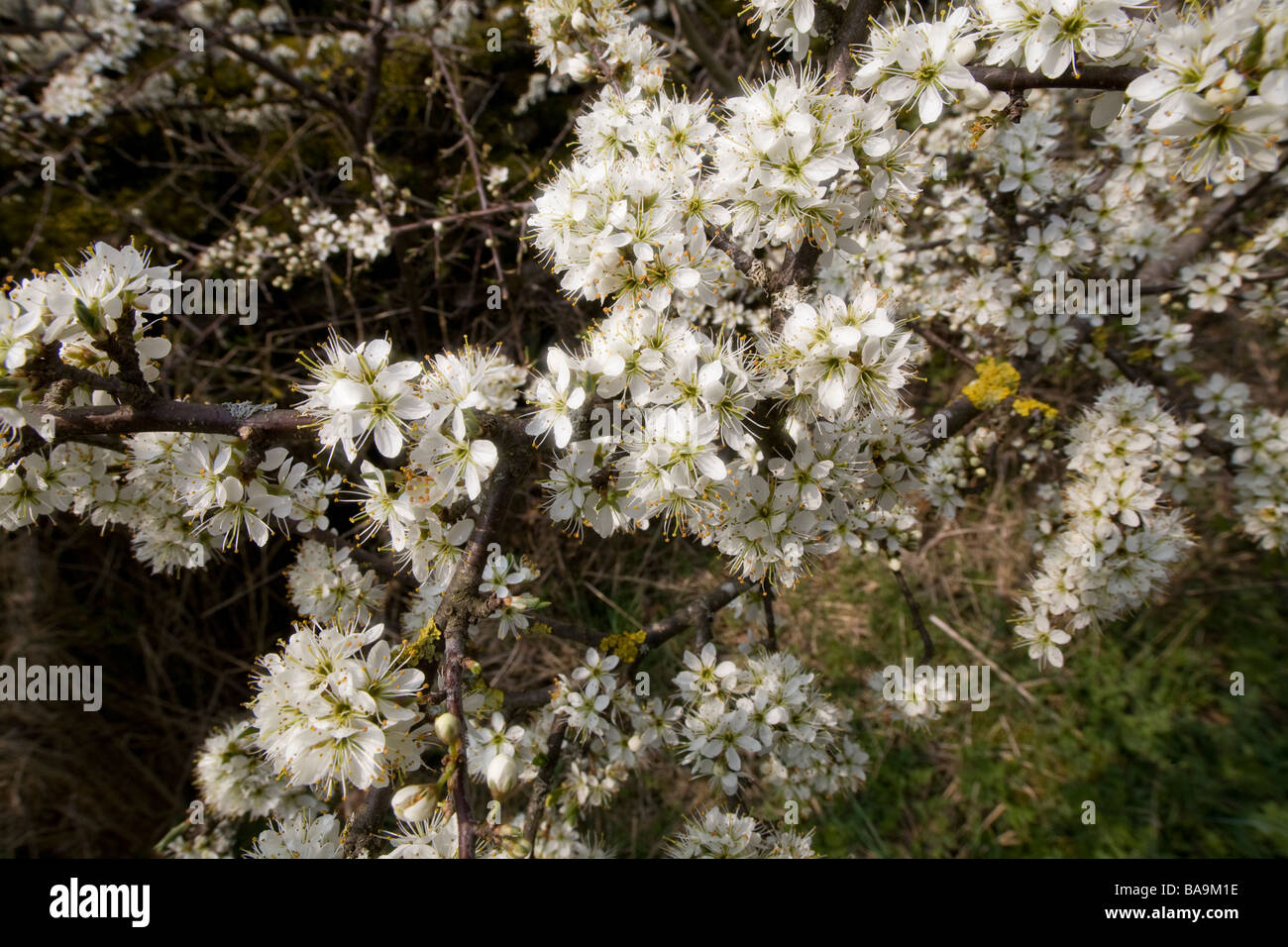 Whitethorn tree hi-res stock photography and images - Alamy