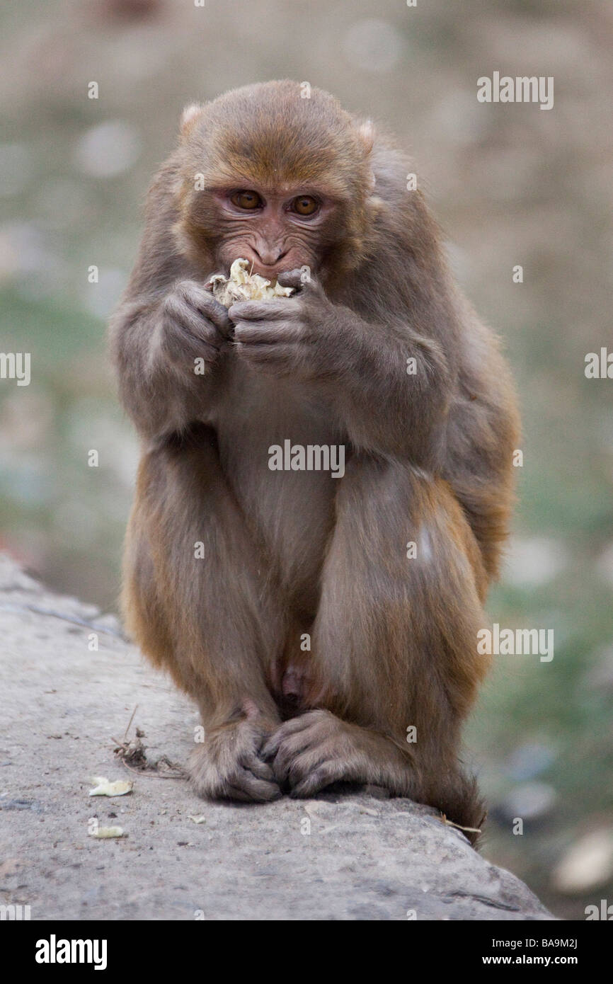 Macaque Monkey eating near Pashupatinath Hindu Temple.Kathmandu Valley ...