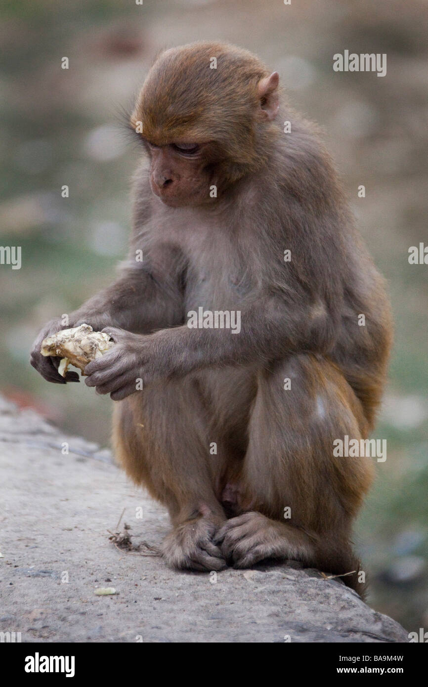 Macaque Monkey eating near Pashupatinath Hindu Temple.Kathmandu Valley ...