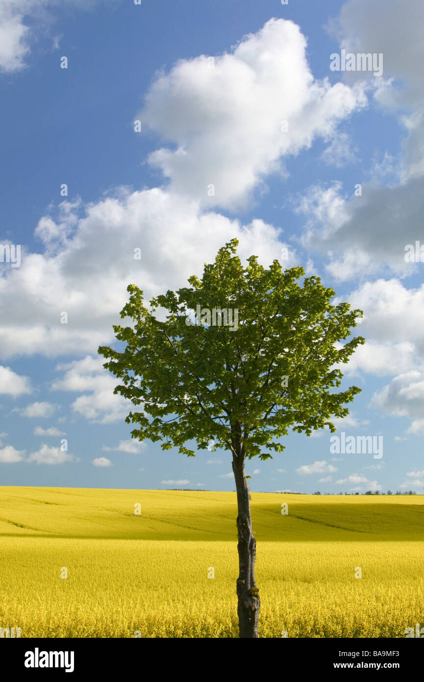 Newly planted tree next to a field Sweden Stock Photo - Alamy