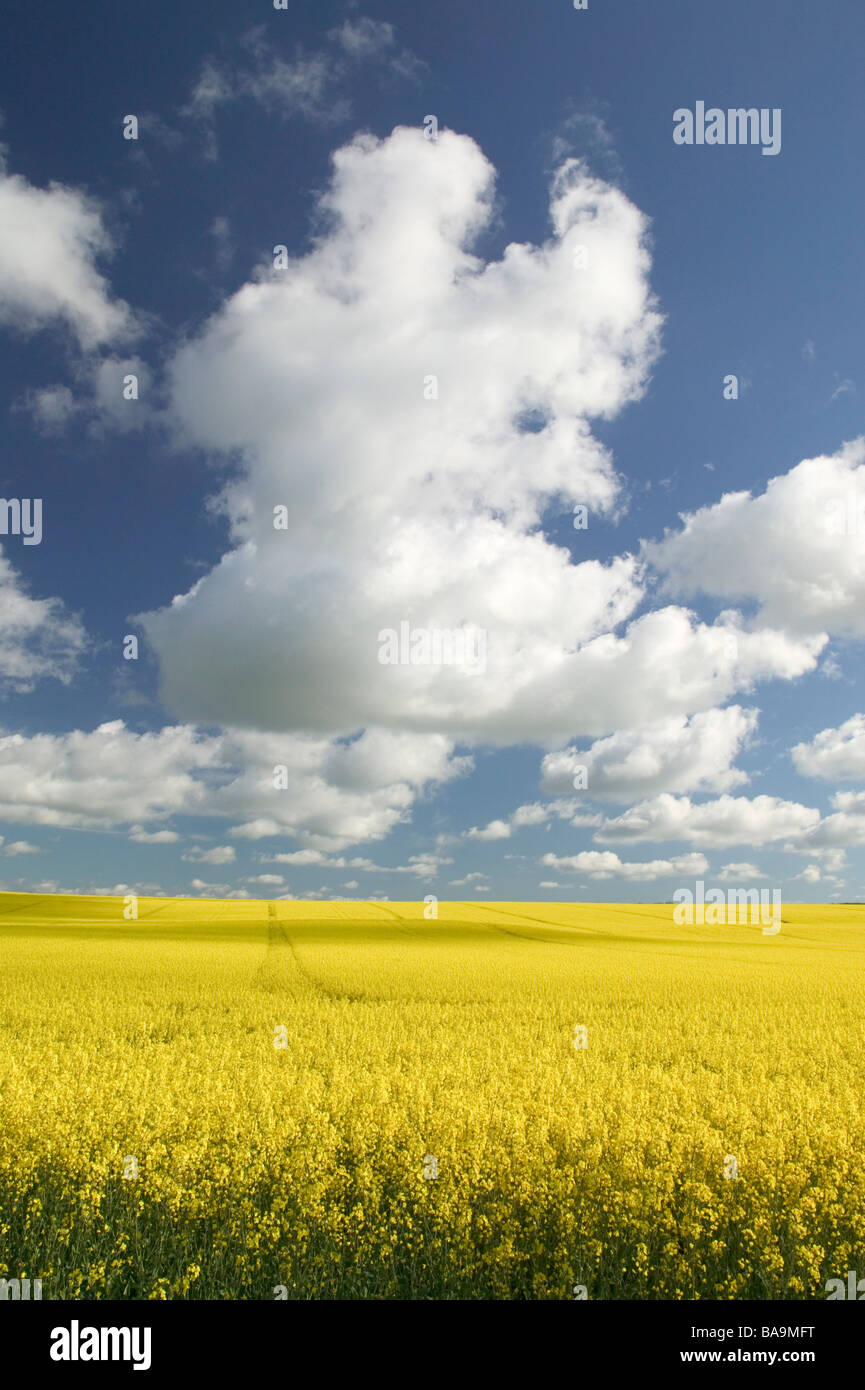 White clouds over yellow field Sweden Stock Photo - Alamy