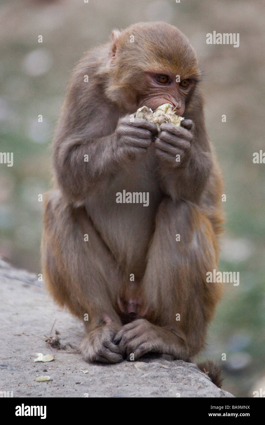 Macaque Monkey eating near Pashupatinath Hindu Temple.Kathmandu Valley ...