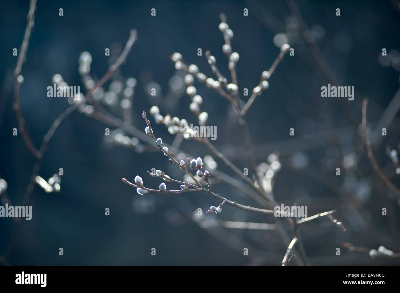 Willow tree in bloom, Sweden Stock Photo - Alamy