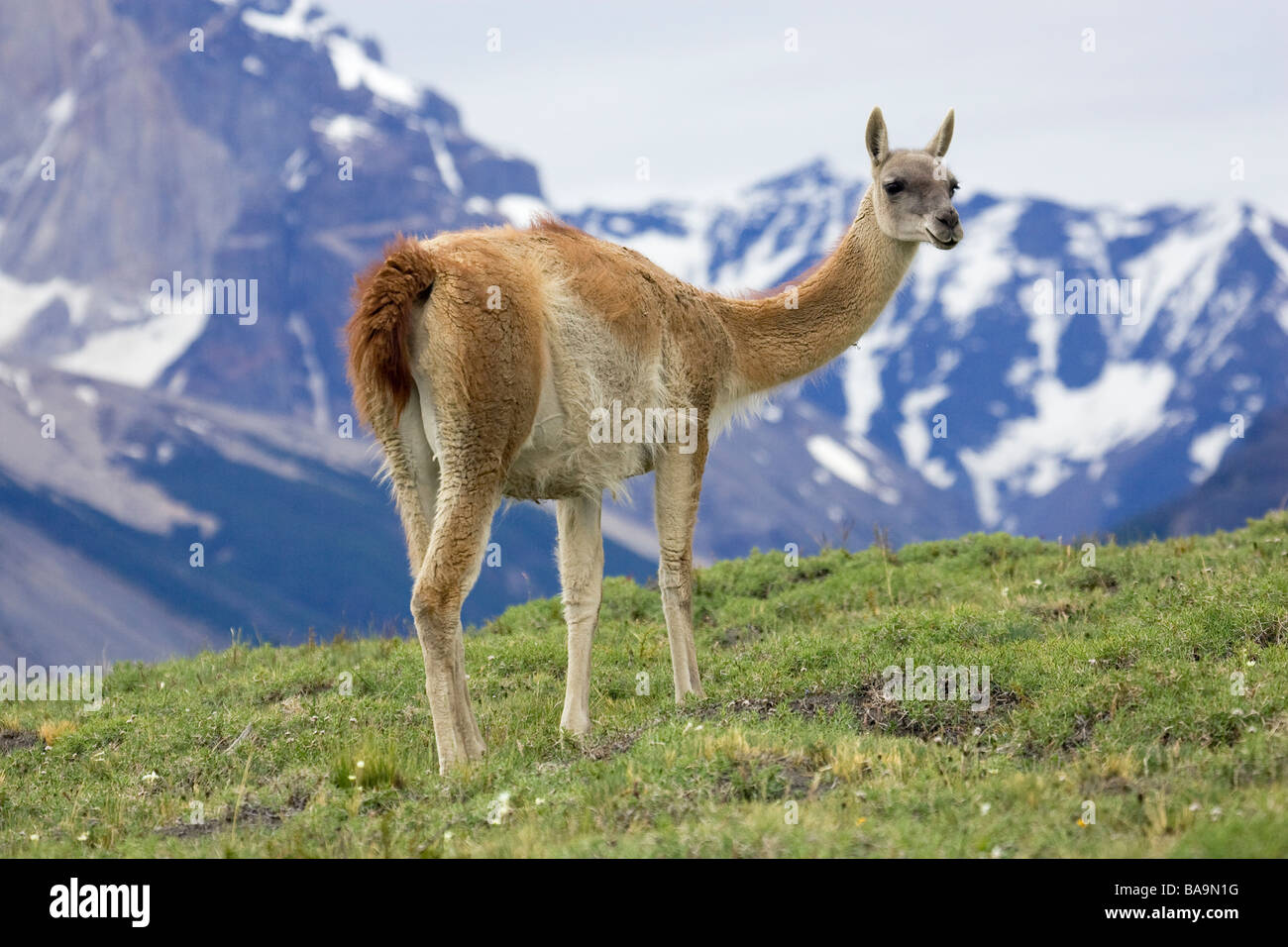 Guanacos Torres del Paine National Park Patagonia Chile Stock Photo - Alamy
