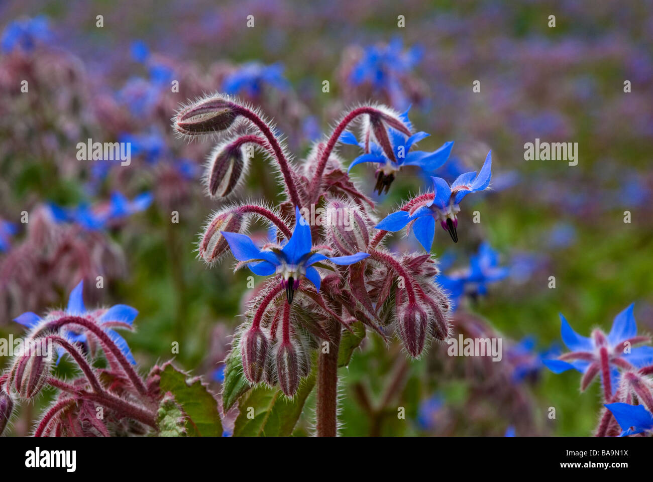 Linseed flower hi-res stock photography and images - Alamy