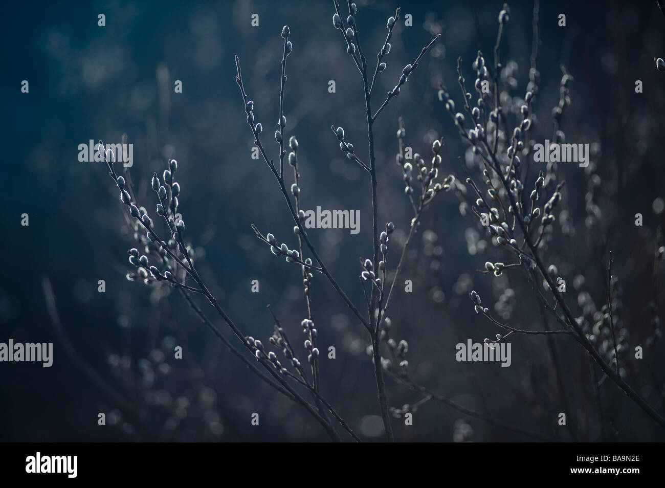 Willow tree in bloom, Sweden Stock Photo - Alamy