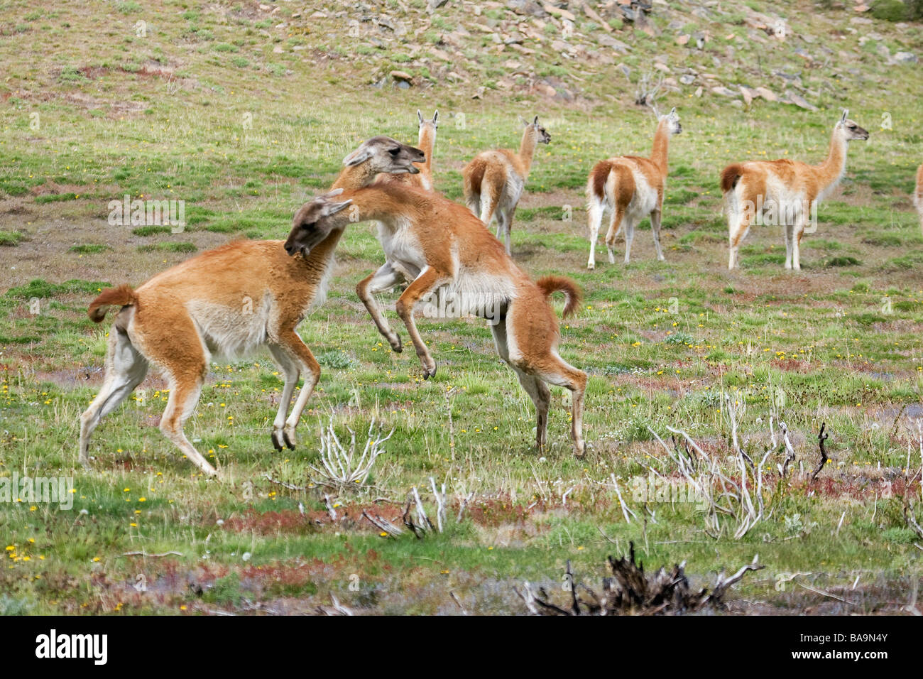 Guanacos Torres del Paine National park Chile Stock Photo - Alamy