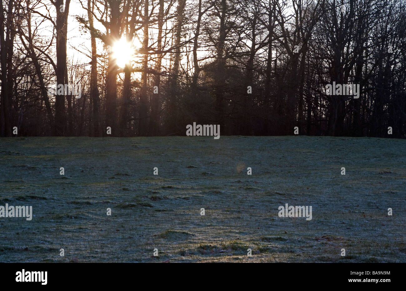 Winter sun shining through bare trees onto a frosty field Stock Photo ...