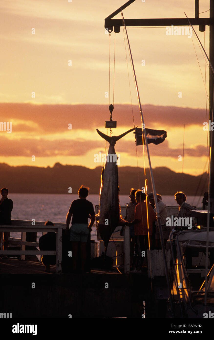 Trophy Marlin High Resolution Stock Photography and Images - Alamy